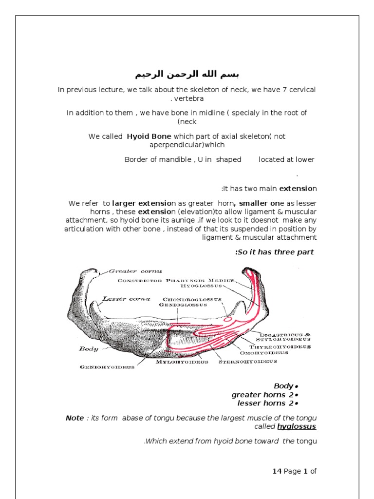 Anatomy of the Neck and Hyoid Bone | PDF | Common Carotid Artery | Neck