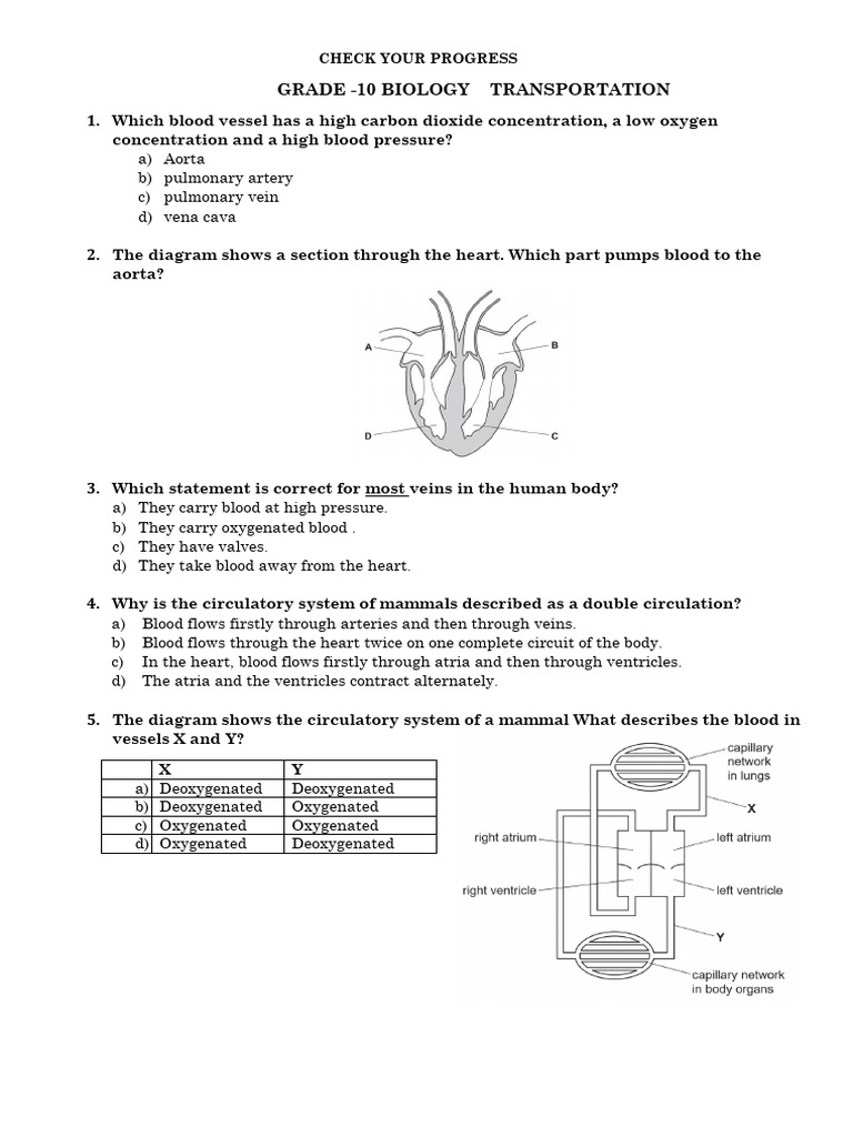 Grade 10 Biology: Circulatory System Quiz | PDF | Circulatory System | Vein