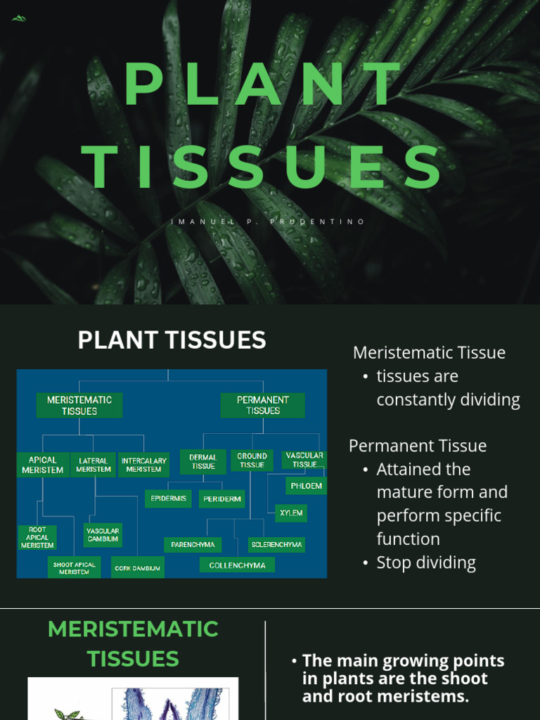Lecture-6 (1) | PDF | Tissue (Biology) | Root