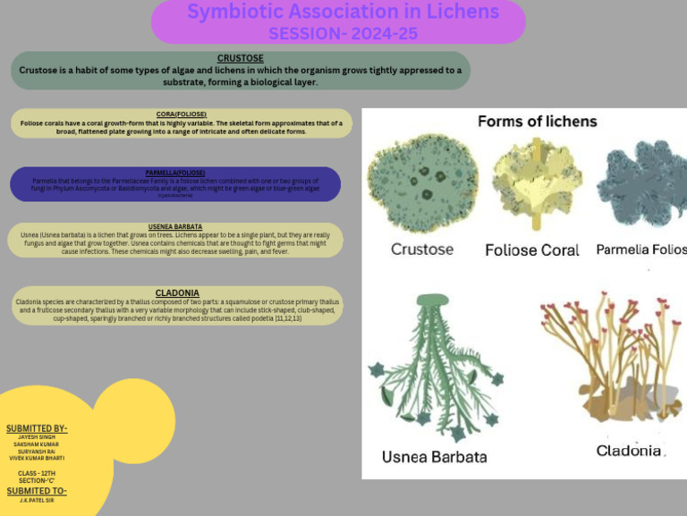 Symbiotic Association in Lichens - 20250111 - 230236 - 0000 | PDF