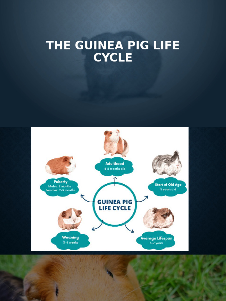 Understanding the Guinea Pig Life Cycle | PDF