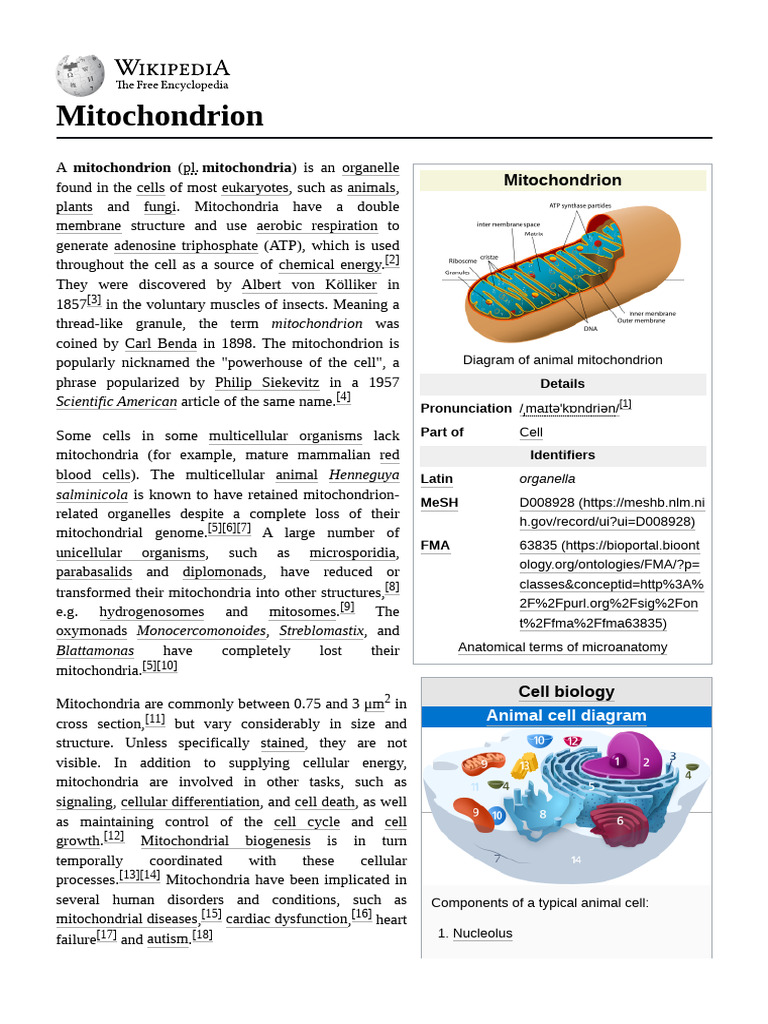 Mitochondrion | PDF | Mitochondrion | Diet & Nutrition