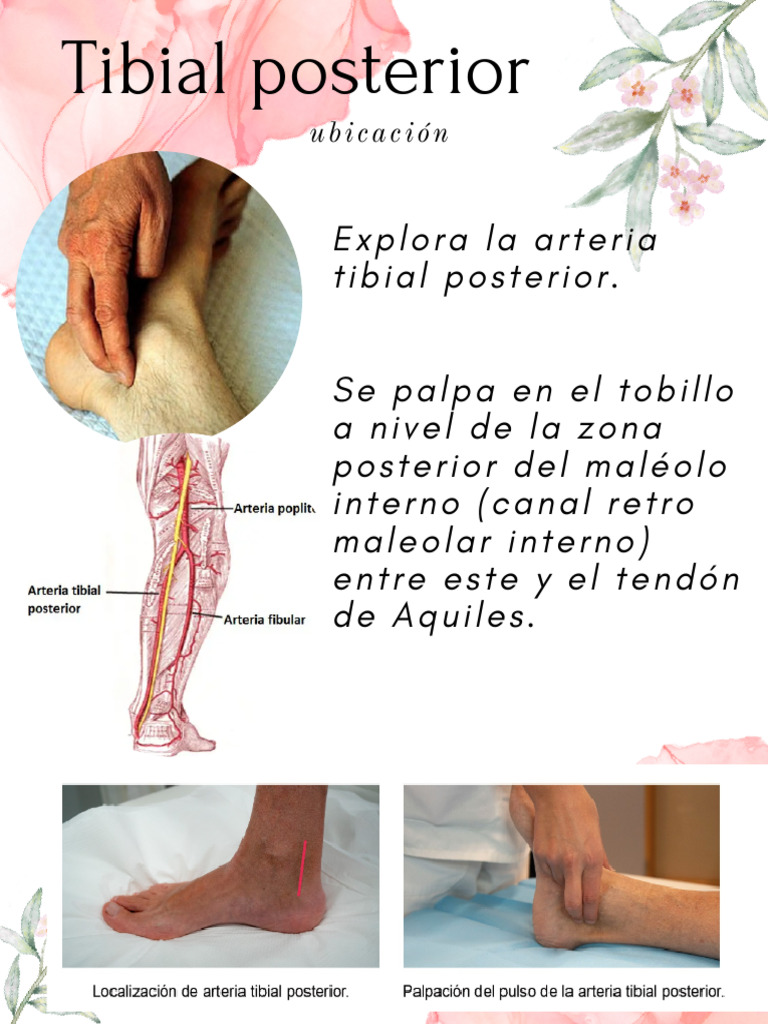 Pulso Tibial Posterior | PDF