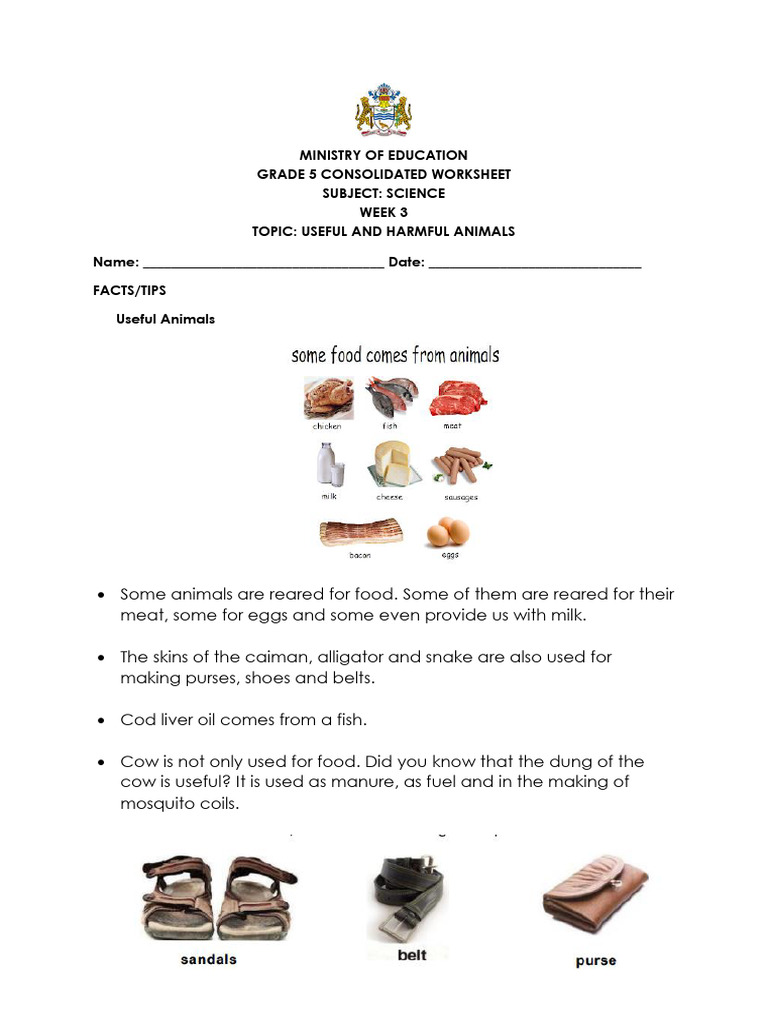 Grade 5 Science Worksheet: Animals | PDF | Zoology
