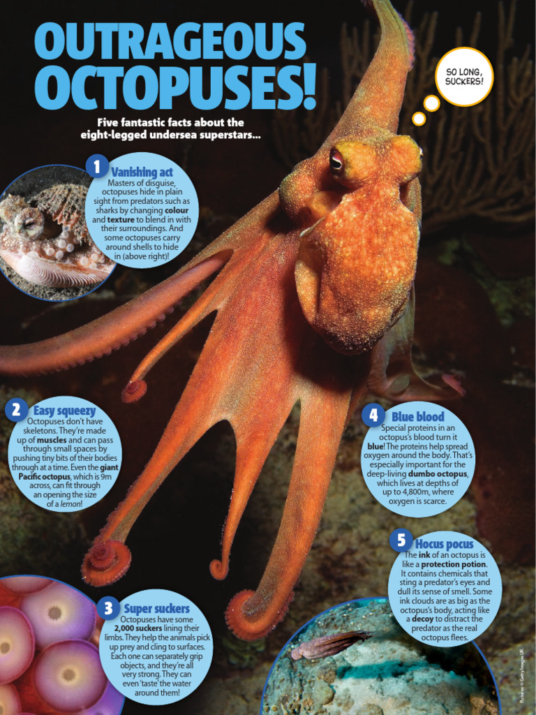 Octopus-Primary-Resource. | PDF | Octopus | Zoology