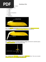 1 Morphology of The Rice Plant | PDF | Rice | Plants