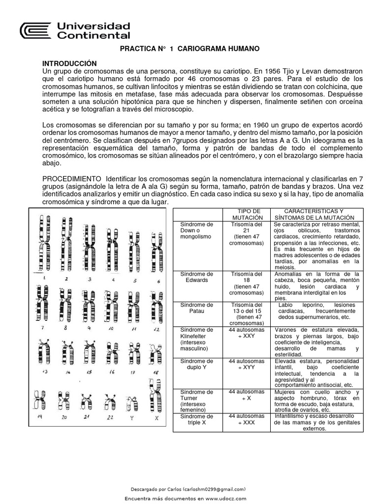 cariograma-1-bgu-b | PDF | Cariotipo | Cromosoma