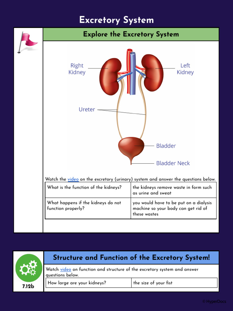 Understanding the Excretory System | PDF | Kidney | Human Body