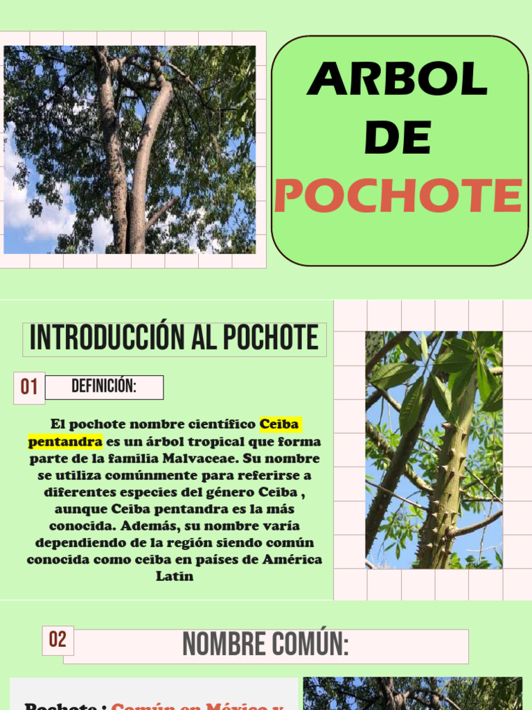 Arbol de Pochote 2.0 | PDF | Arboles | Entorno natural