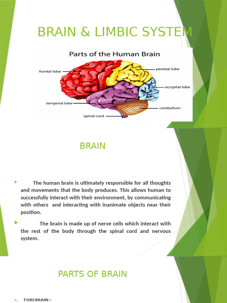 Brain & Limbic System | PDF | Limbic System | Brain