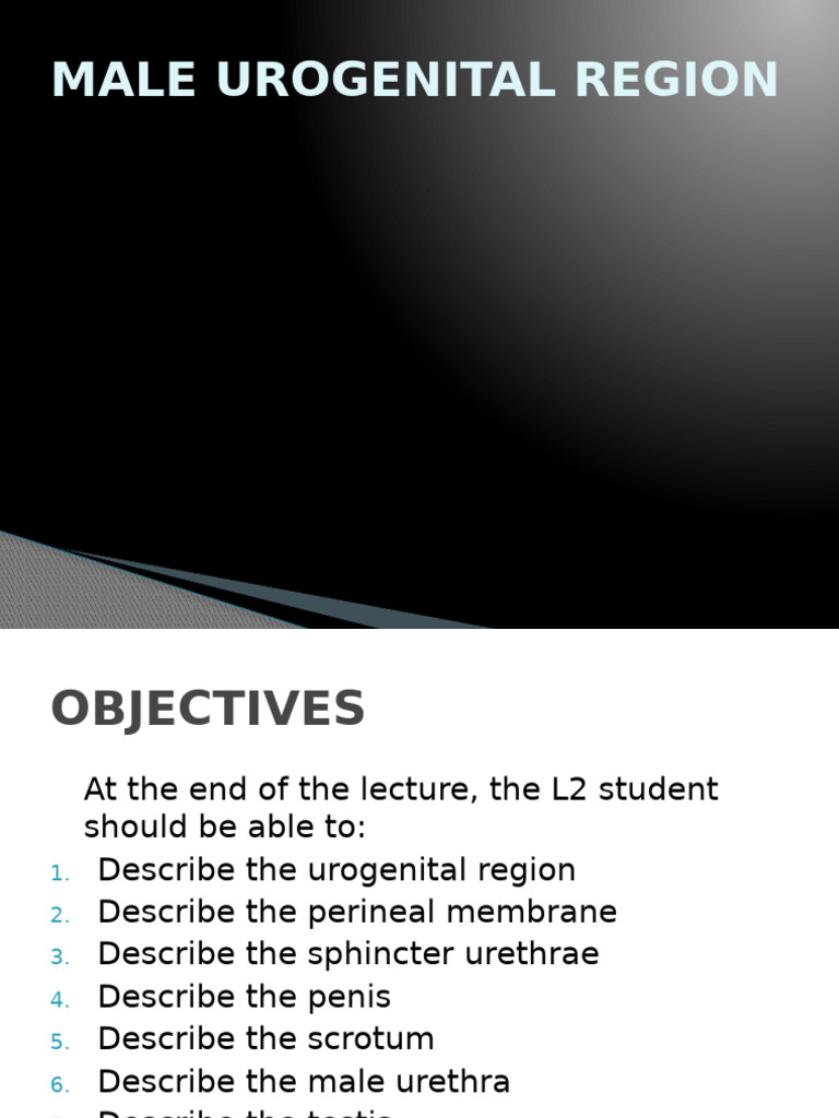 Male Urogenital Region | PDF | Prostate | Penis