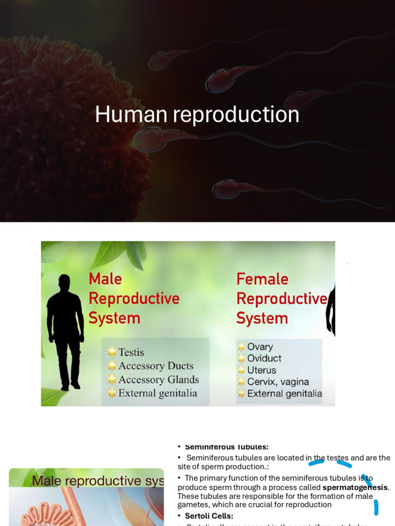 Human Reproduction | PDF | Testicle | Menstrual Cycle