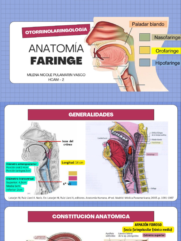 Anatomia de Faringe | PDF