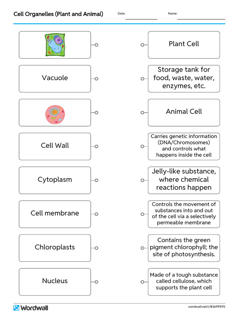 cell-organelles-plant-and-animal-match-up-line-drawing | PDF