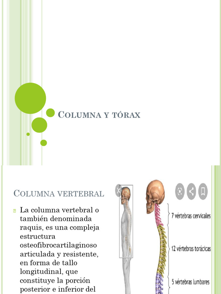 Anatomía y Cirugía del Tórax y Columna | PDF