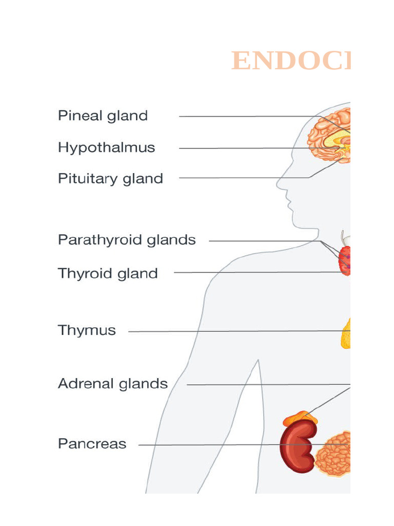 Endocrine Picture | PDF