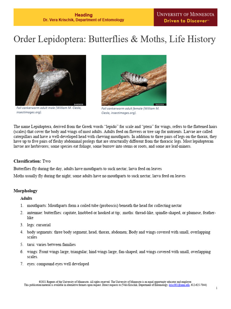 Lepidoptera Life History | PDF | Lepidoptera | Moth