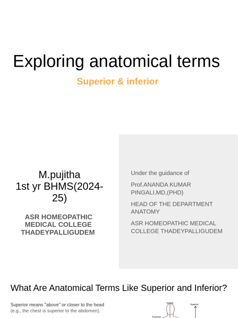 Anatomical Positions (Superior and Inferior) by M. Pujitha BHMS 1ST YREAR (ASRHMC) | PDF ...