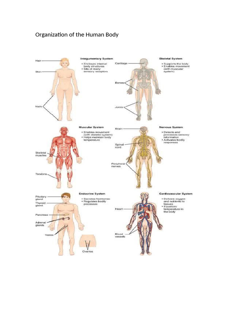 Organization of The Human Body 2 | PDF | Endoplasmic Reticulum | Mitosis