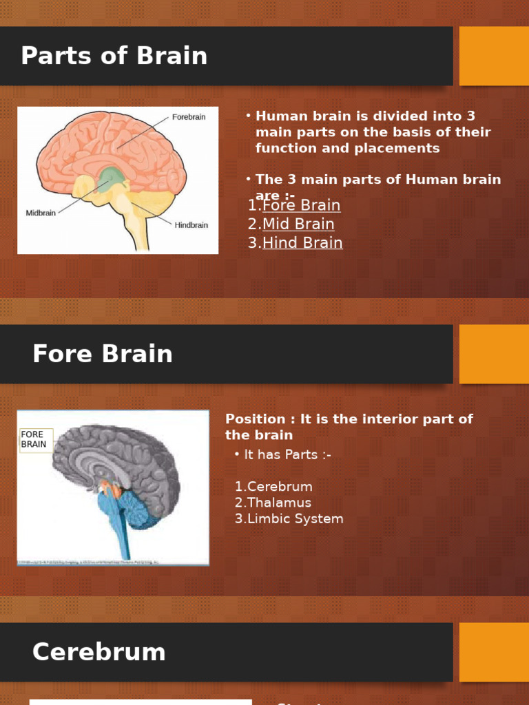 Human Brain | PDF