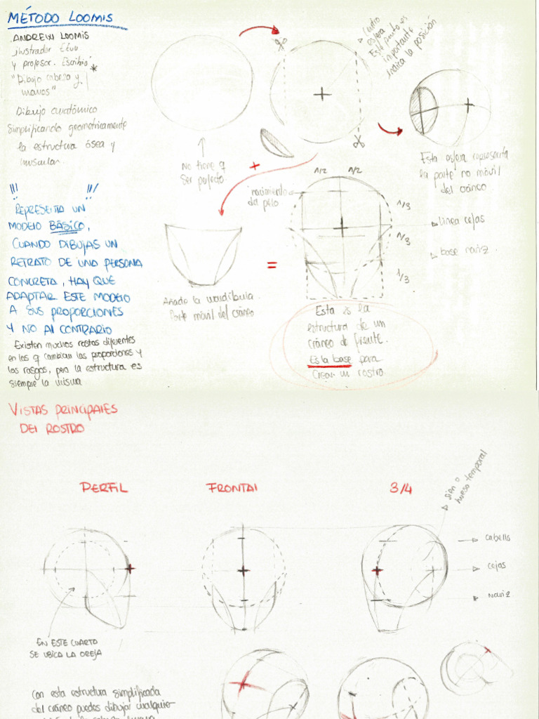 Proporciones Del Rostro Isa 1 1 Pdf