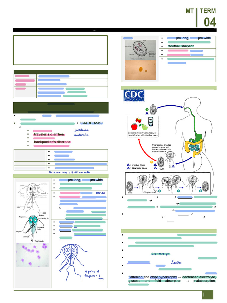 Lesson 2 Notes - Oral, Intestinal Flagellates | PDF | Medical ...