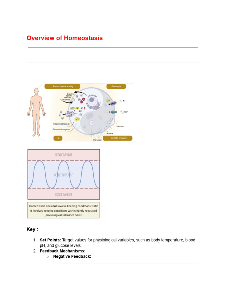 Homeostasis Overview for A-Level Biology | PDF | Homeostasis | Hormone