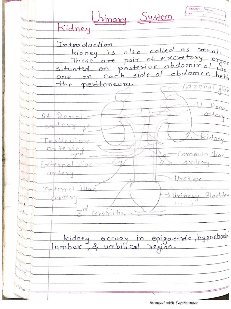 Anatomy Note 1 | PDF