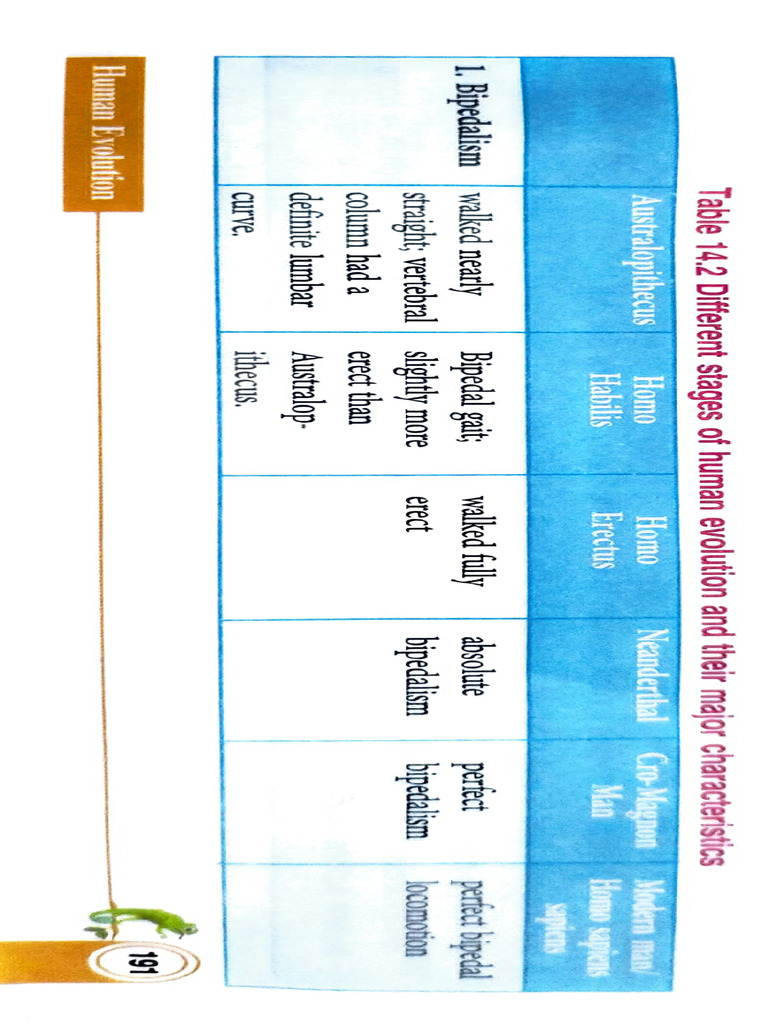 Different Stages of Human Evolution 12 ISC | PDF | Homo | Human Evolution