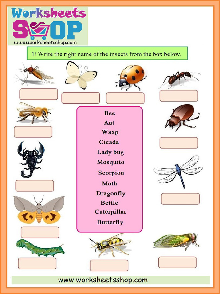 Write The Name of Insects | PDF