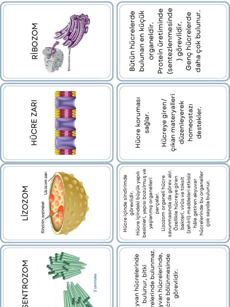 Minimalist Biology Cell Organelles Science Flash Cards - 2 | PDF