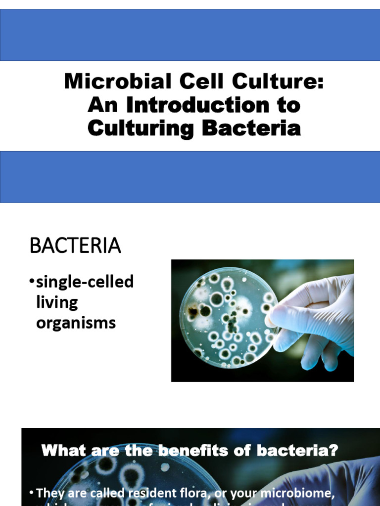 Microbial Cell Culture | PDF | Growth Medium | Bacteria