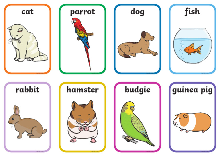 t t 19878 Pet Flashcards Ver 3 | PDF