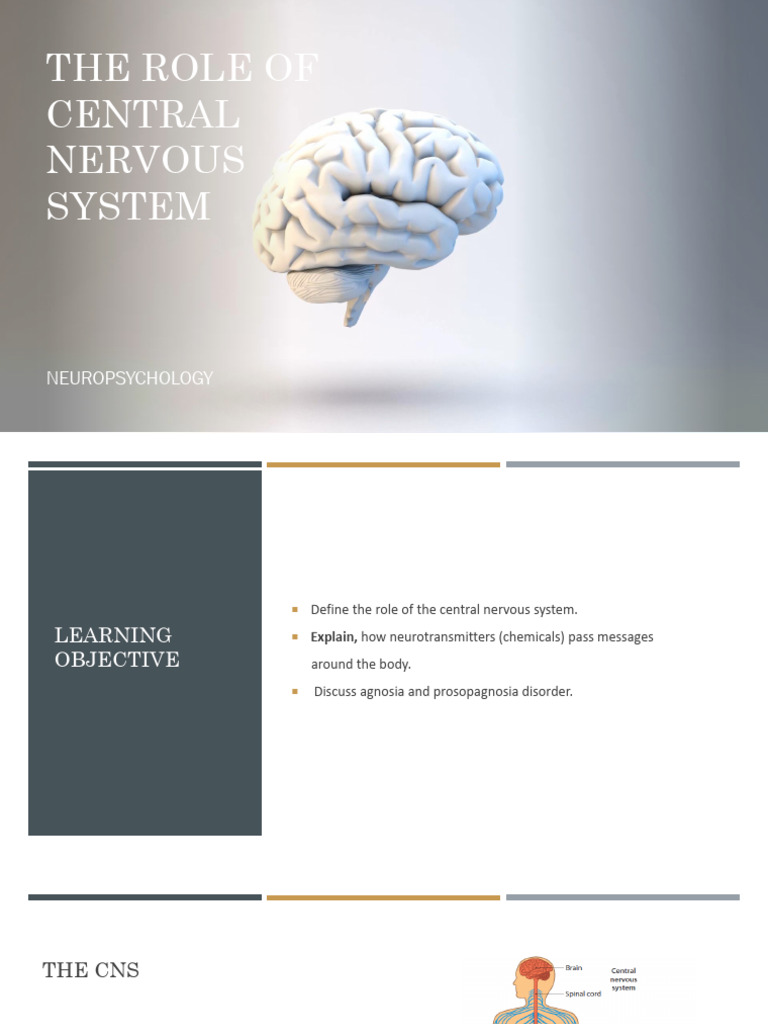 Understanding CNS and Neurotransmitter Roles | PDF | Nervous System | Nerve
