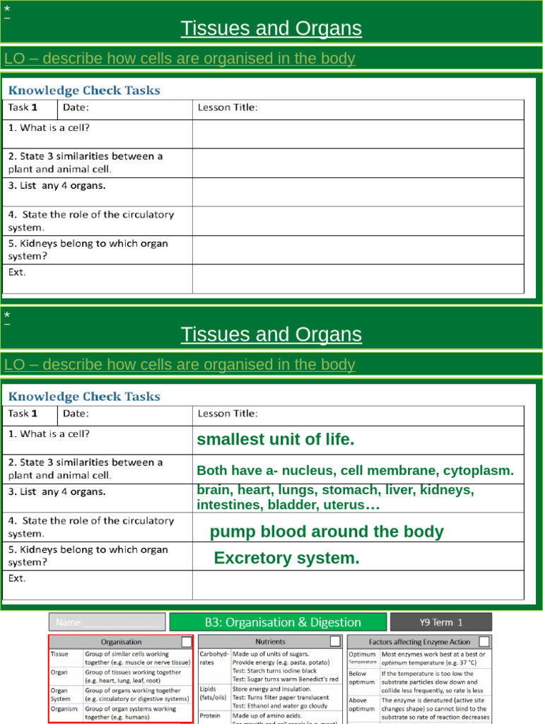 B3 L1 Tissues & Organs - Done | PDF | Muscle | Tissue (Biology)