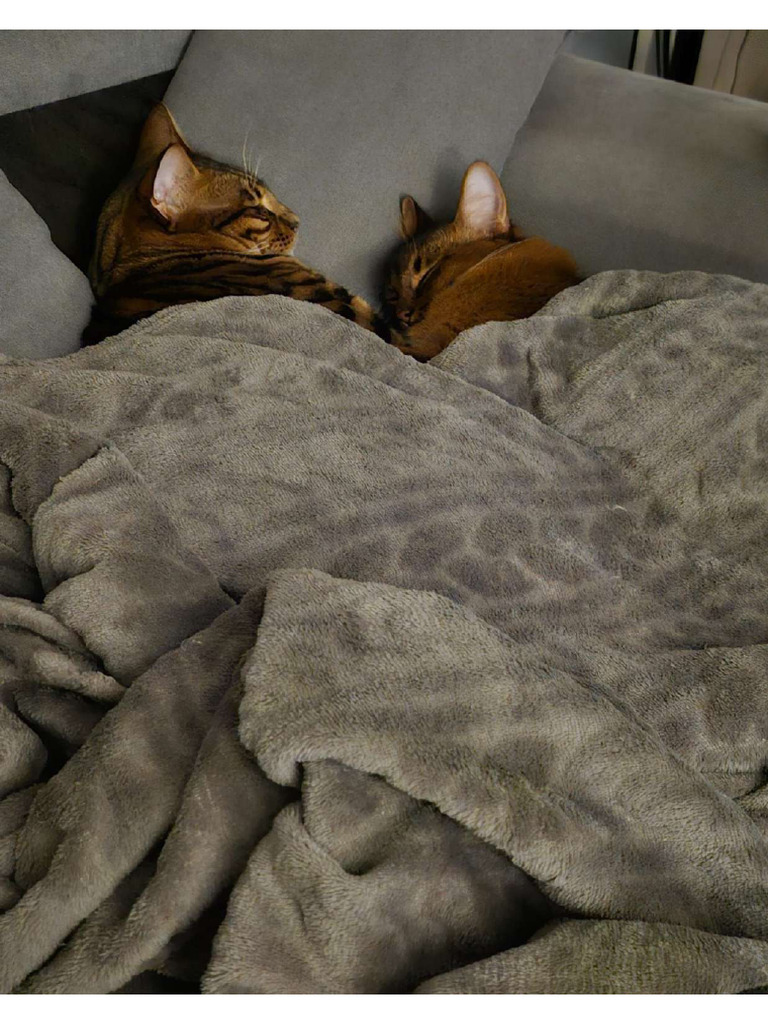 Cute Cats | PDF