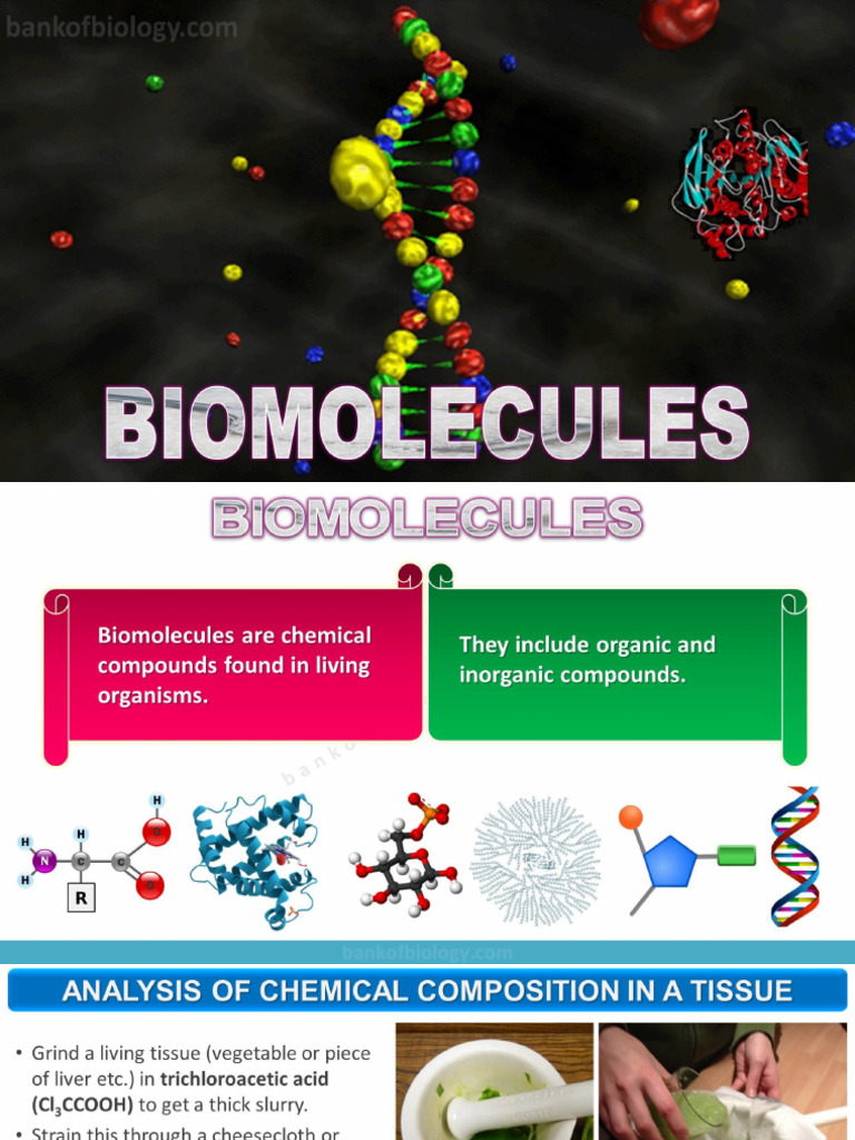 9 Biomolecules - Picture Slides - Demo | PDF