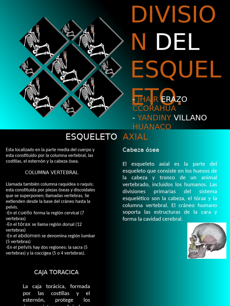 cyt | PDF | Esqueleto | La columna vertebral