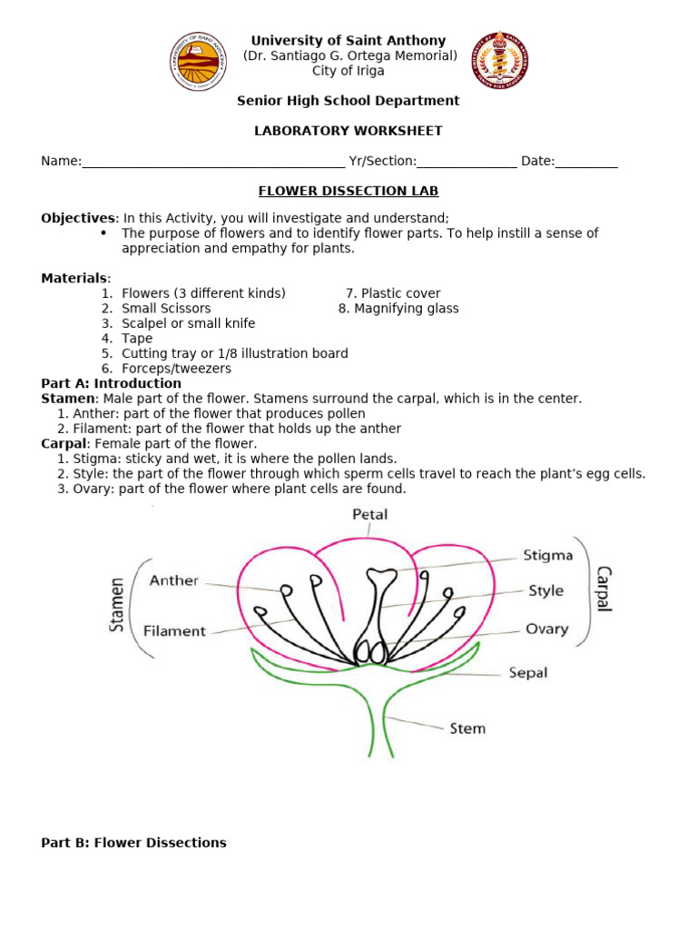 Flower Dissection Lab Worksheet | PDF | Flowers | Petal