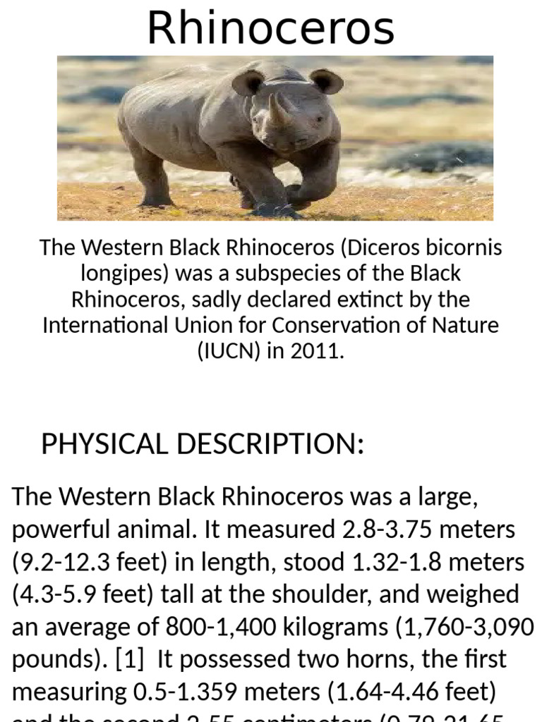 Western Black Rhinoceros Extinction Facts | PDF