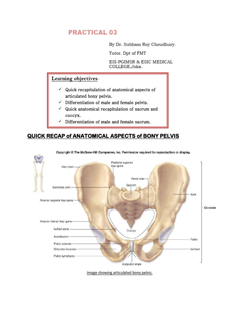 Pelvis and Sacrum | PDF | Pelvis | Skeletal System