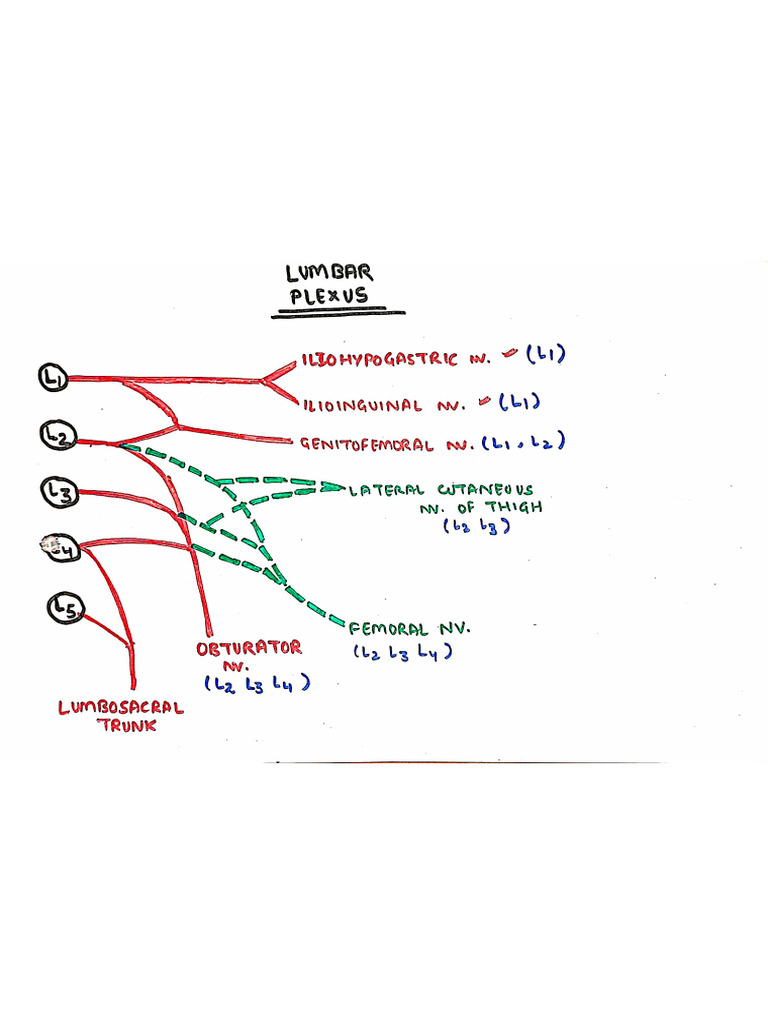 Lumbar Plexus | PDF