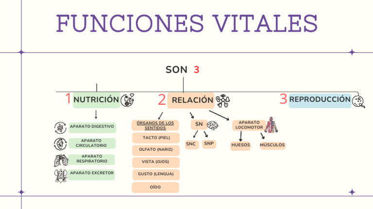 Esquema Funciones Vitales 6º | PDF