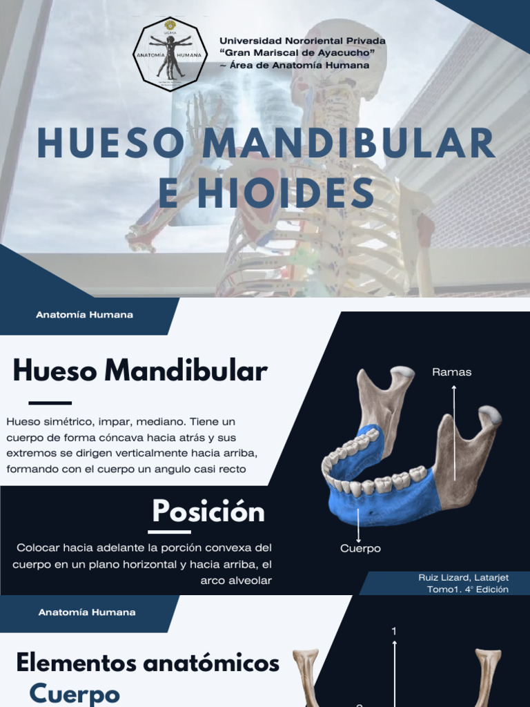 Tema 6. Hueso Mandibular e Hioides | PDF | Sistema musculoesquelético ...