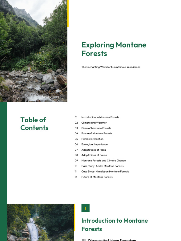 Montane Forests: Ecosystem Insights | PDF | Forests | Biogeography