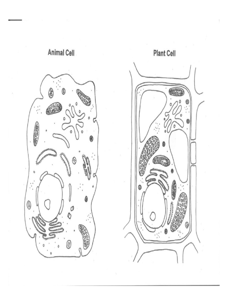 Blank Cell Diagrams | PDF