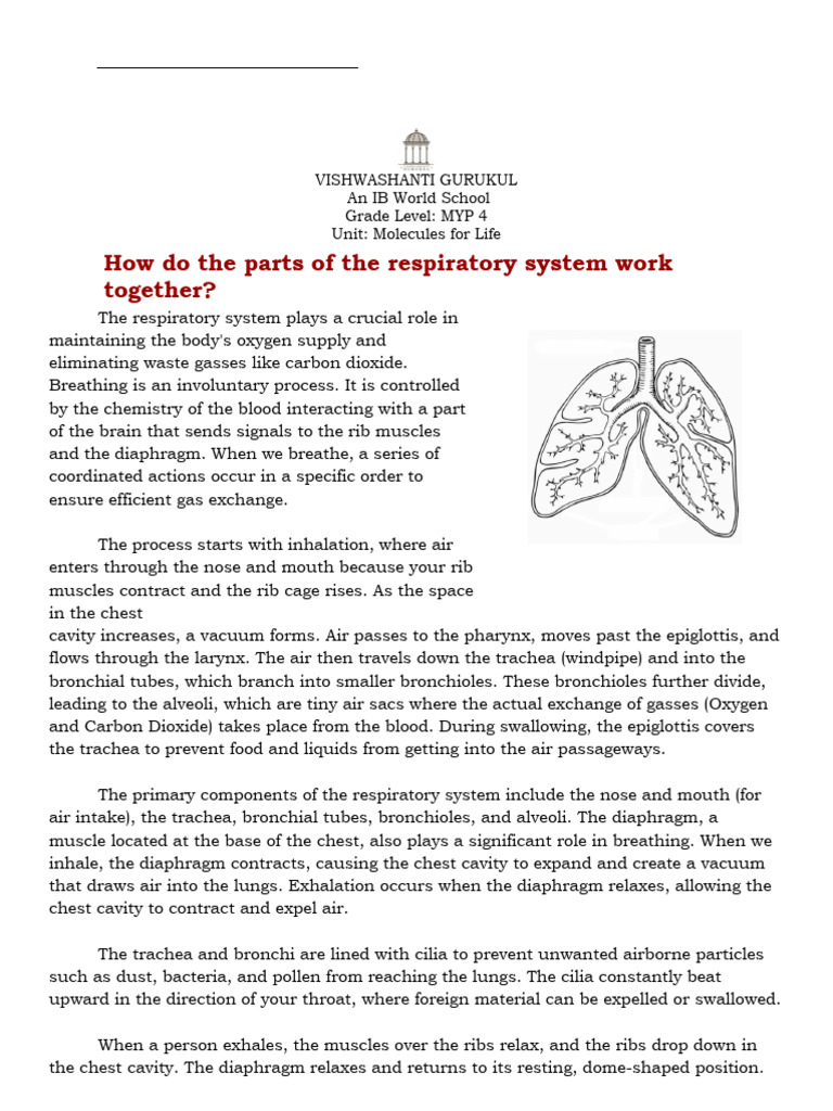 How Do The Parts of The Respiratory System Work Together? | PDF ...