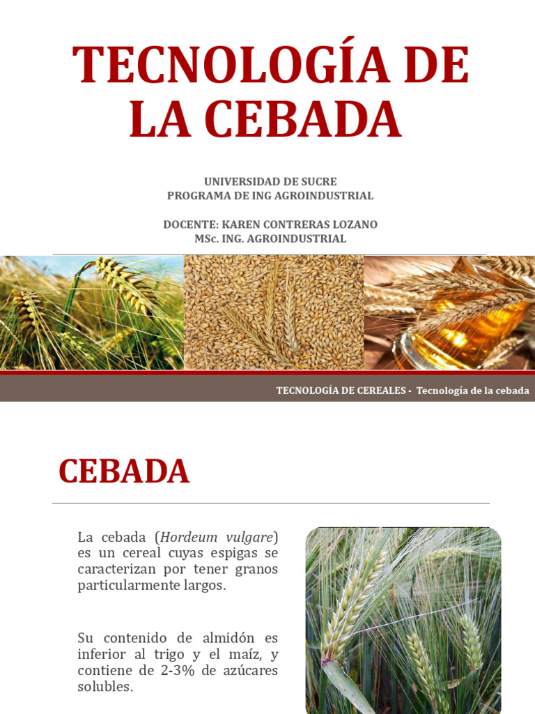 2.3 Tecnologia Cebada | PDF | Cebada | Malta