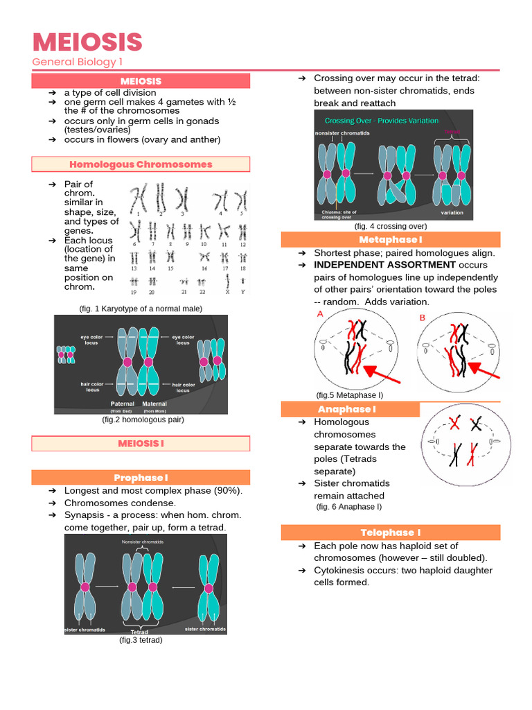 GenBio1-Meiosis | PDF | Meiosis | Mitosis