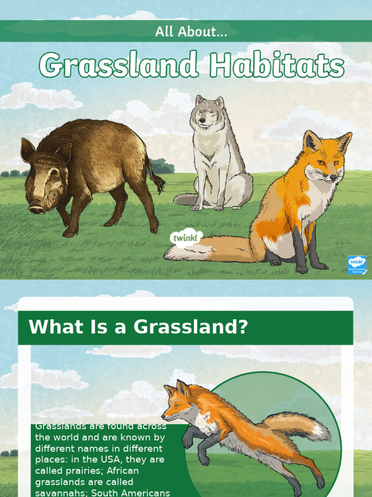 Grasslands | PDF | Grassland | Savanna